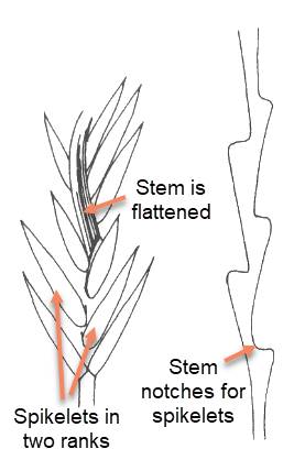 Diagram © Lynn Clark, ‘Agnes Chase’s First Book of Grasses’, 4 th edition